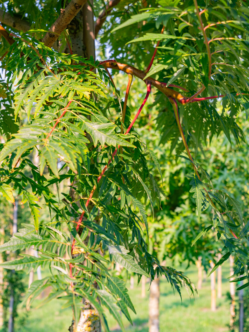 Rhus glabra 'Laciniata' | Gladde sumak, gladde azijnstruik - Van den Berk Boomkwekerijen